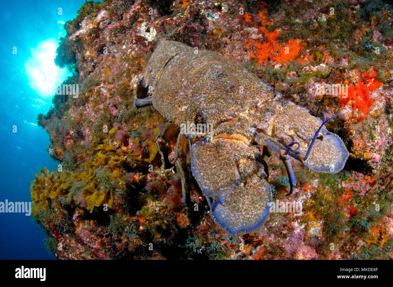 Rock lobster (Scyllarides latus) on reef, El Hierro, Canary Islands ...