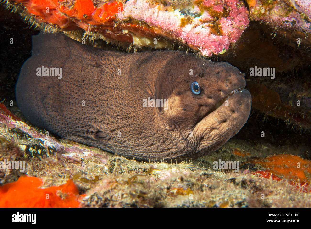 Canary fish. Brown Moray (Gymnothorax unicolor), La Gomera, Canary ...