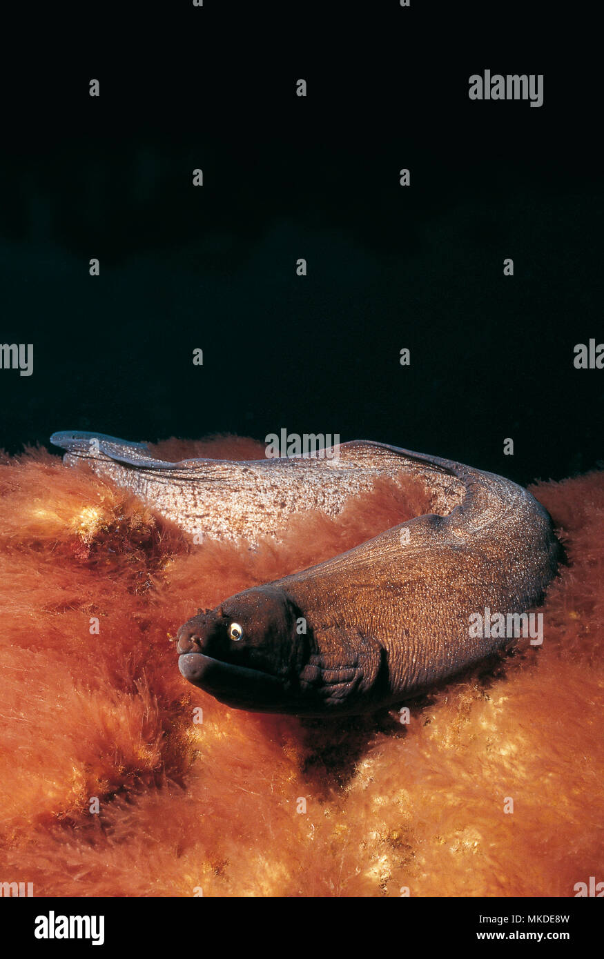 Canary fish. Black Moray (Muraena augusti), El Hierro, Canary Islands ...