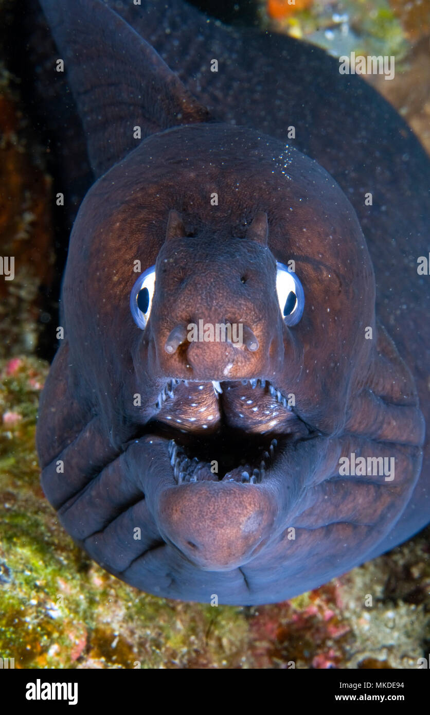 Canary fish. Black Moray (Muraena augusti), Tenerife, Canary Islands ...