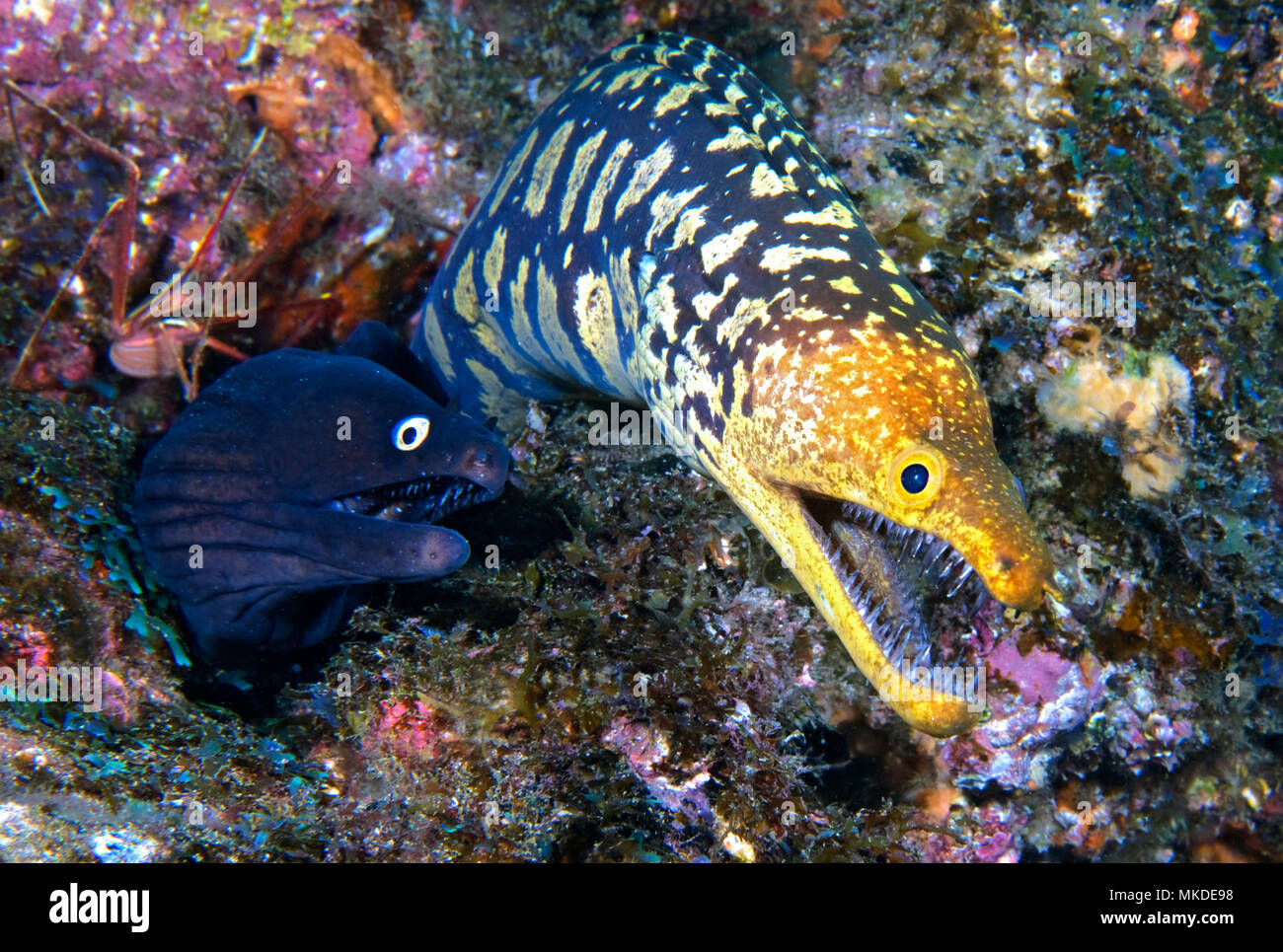 Canary fish. Black Moray (Muraena augusti) and Tiger Moray (Enchelycore ...