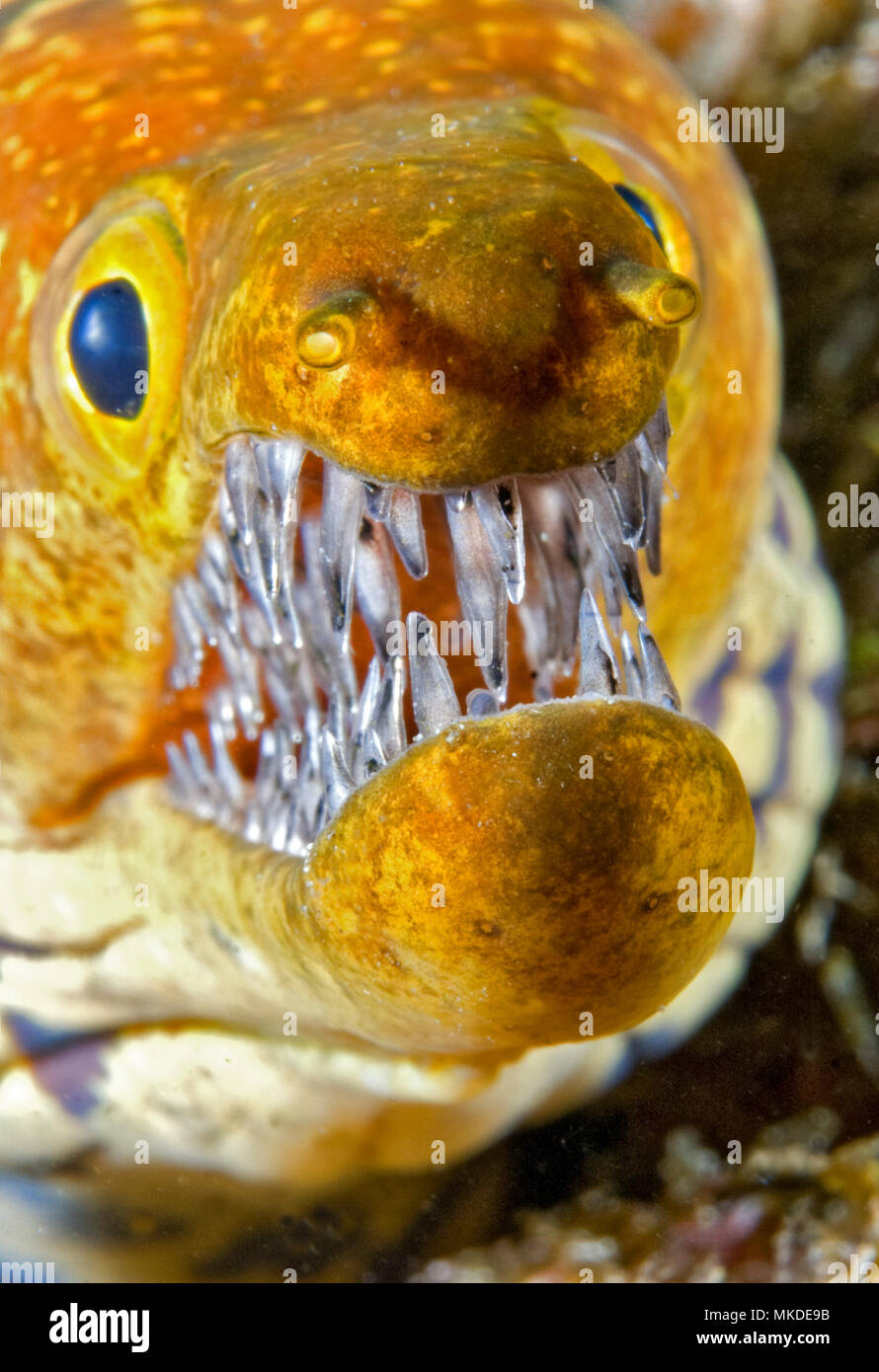 Canary fish. Tiger Moray (Enchelycore anatina), Tenerife, Canary ...