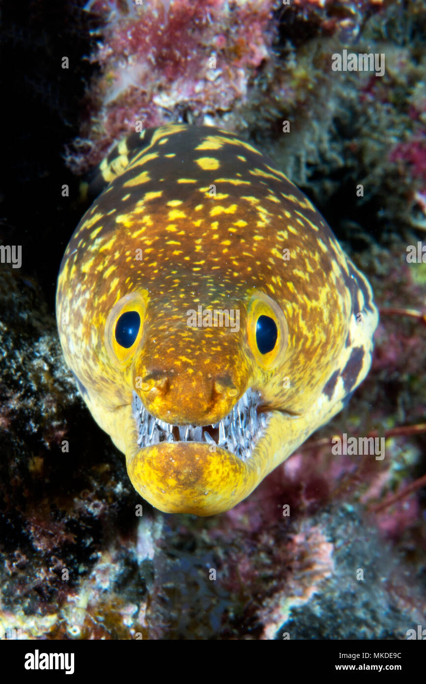 Canary fish. Tiger Moray (Enchelycore anatina), Tenerife, Canary ...