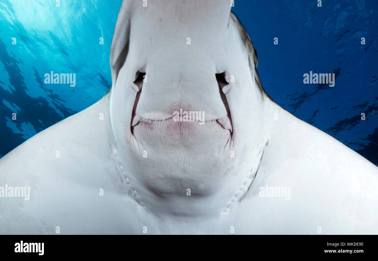 Canary fish. Duckbill ray (Pteromylaeus bovinus), Tenerife, Canary ...