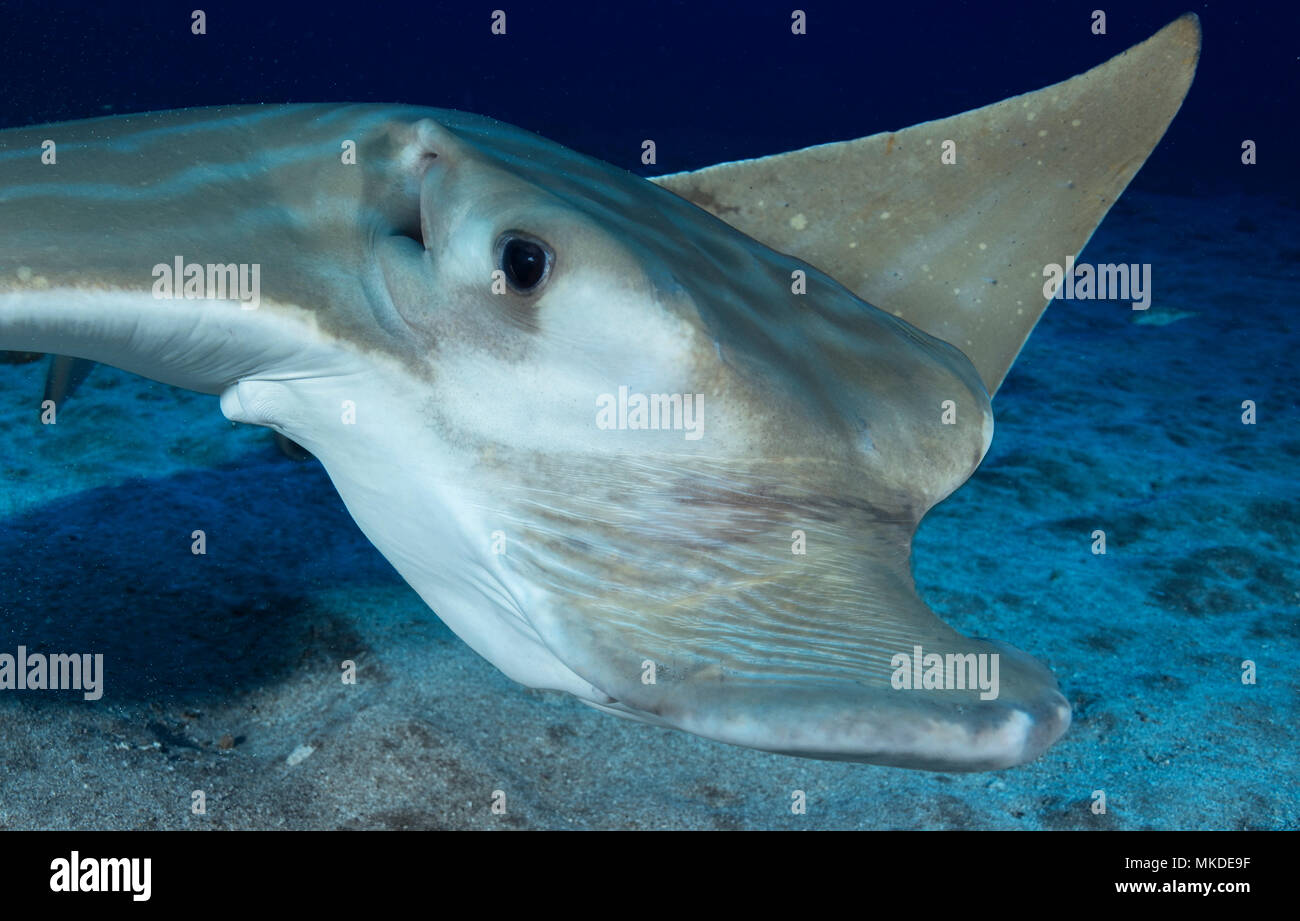 Duckbill Stock Photos & Duckbill Stock Images - Alamy