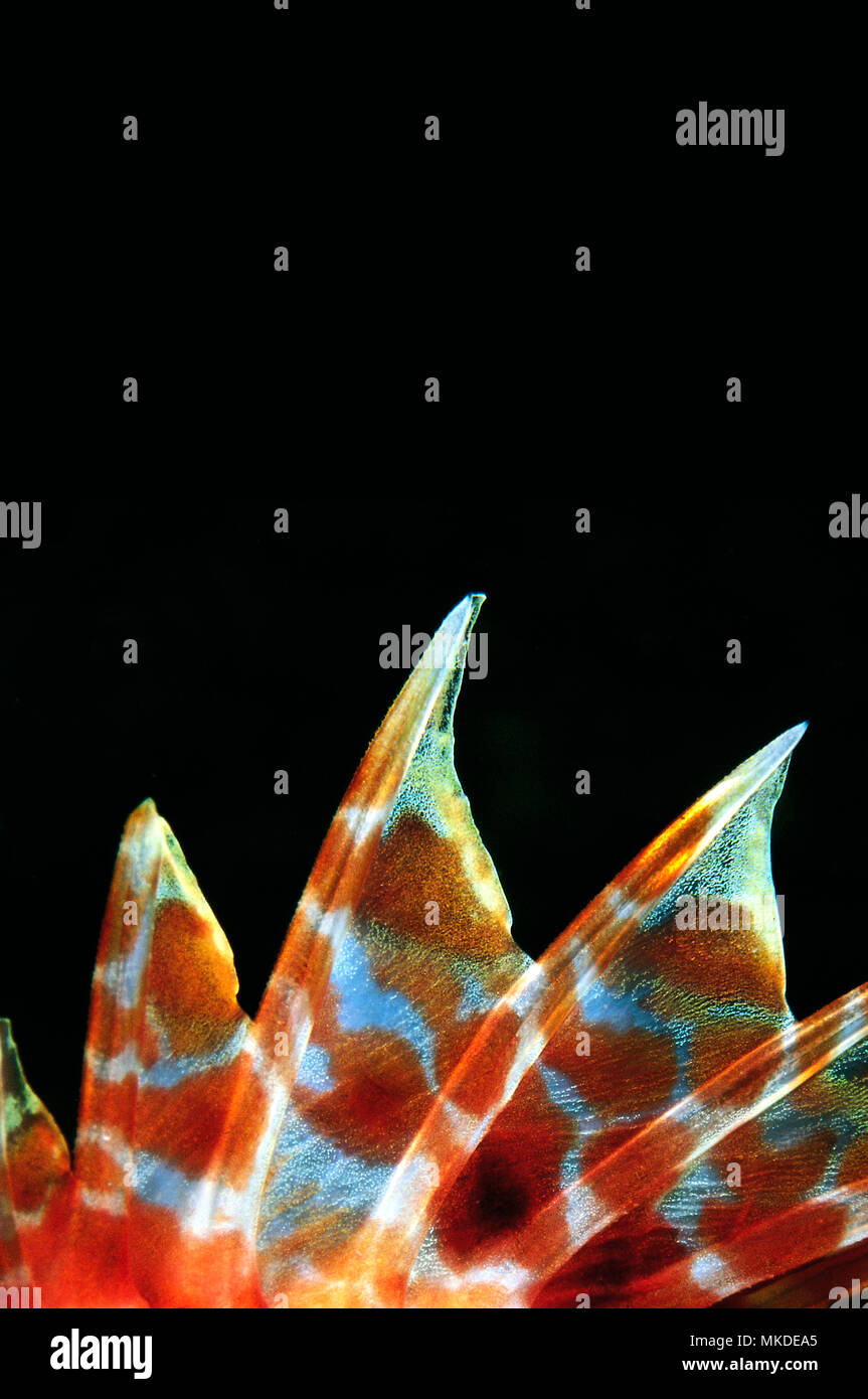 Rockfish species hi-res stock photography and images - Alamy