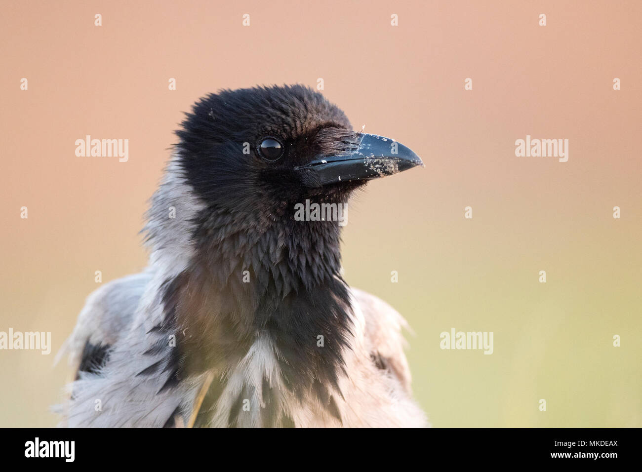 Portrait of Hooded Crow (Corvus cornix), Danube Delta, Romania Stock ...