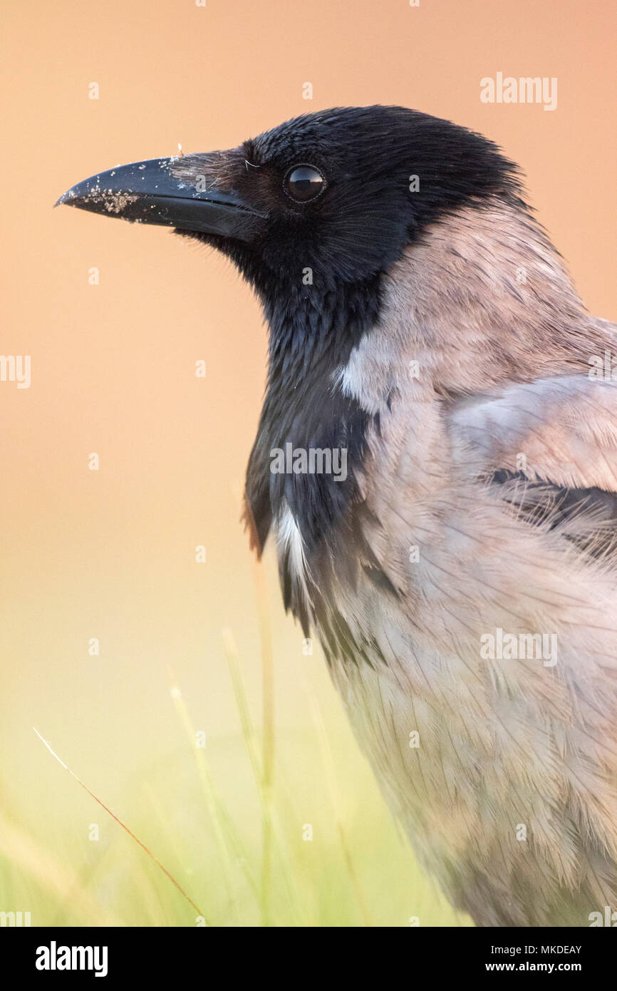 Portrait of Hooded Crow (Corvus cornix), Danube Delta, Romania Stock ...
