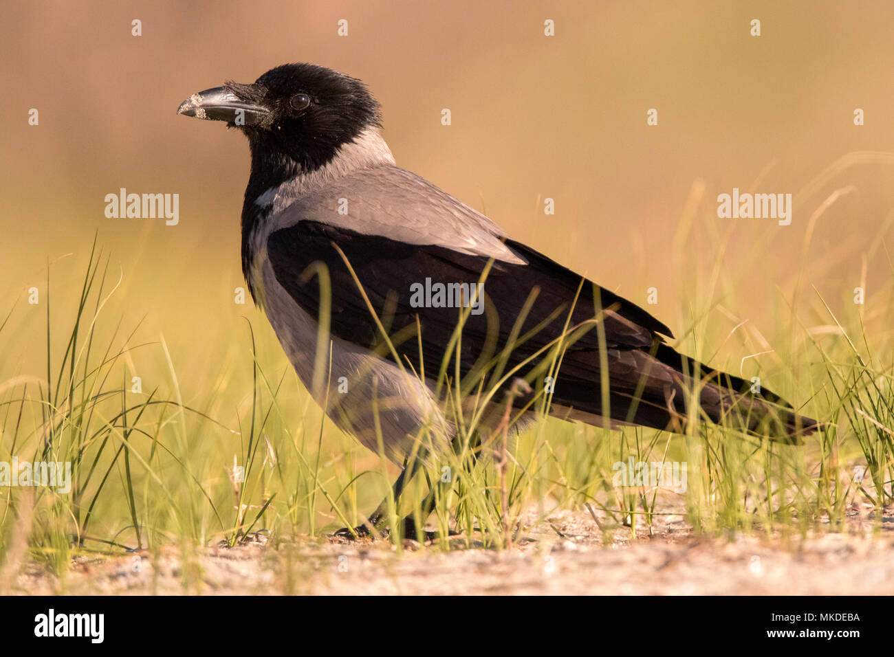Hooded Crow (Corvus cornix) on ground, Danube Delta, Romania Stock ...