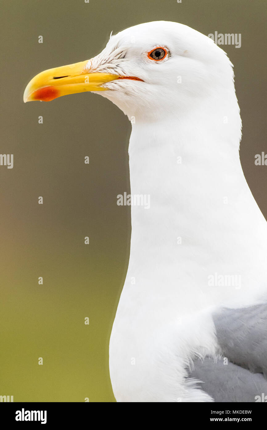 Portrait of Caspian Gull (Larus cachinnans), Danube Delta, Romania ...