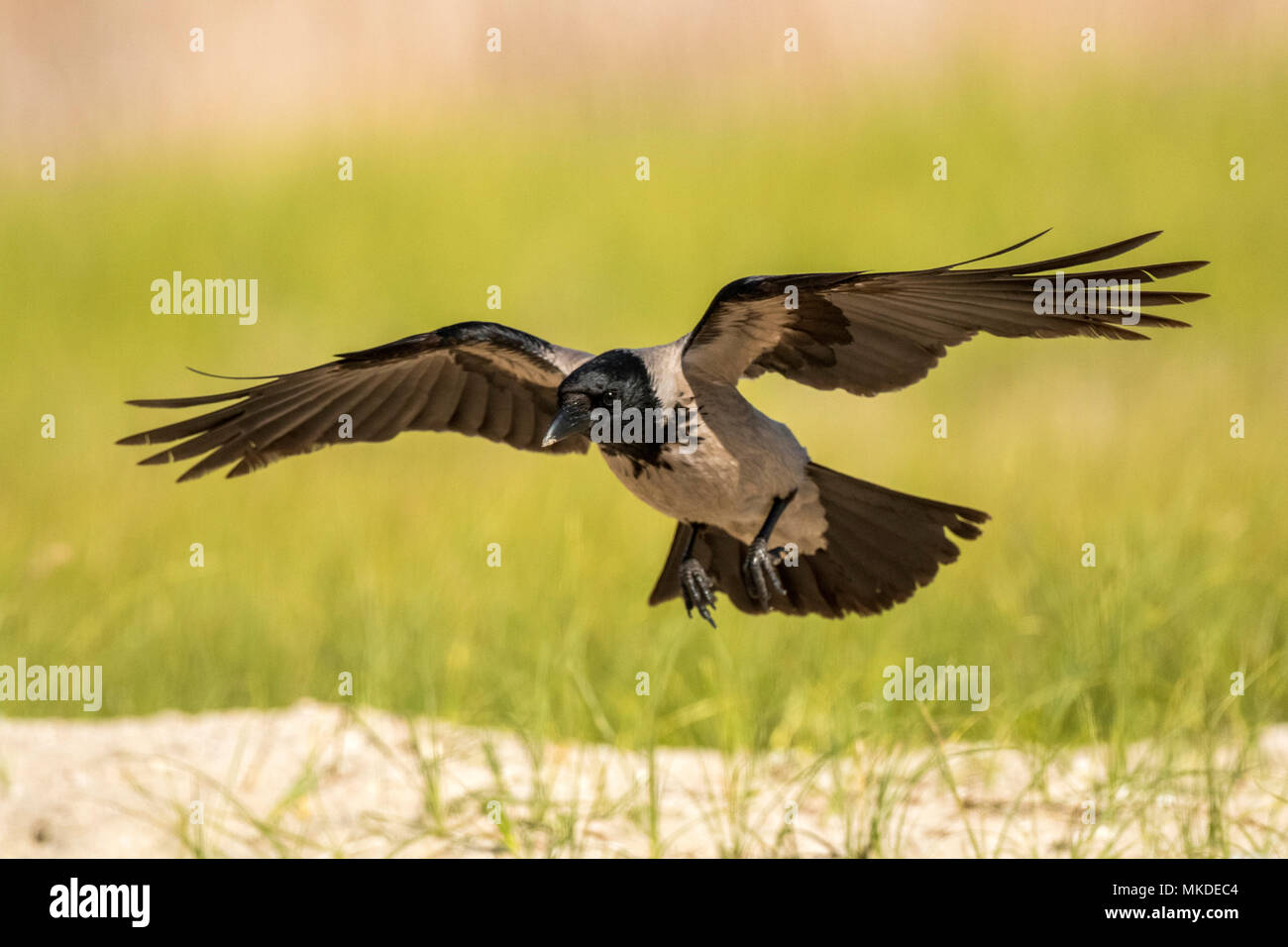 Hooded Crow (Corvus cornix) landing, Danube Delta, Romania Stock Photo ...