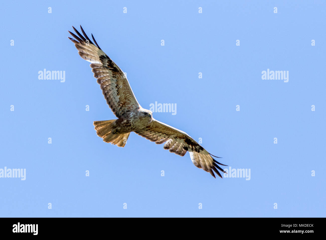 Long-legged Buzzard (Buteo rufinus) in flight, Danube Delta, Romania ...
