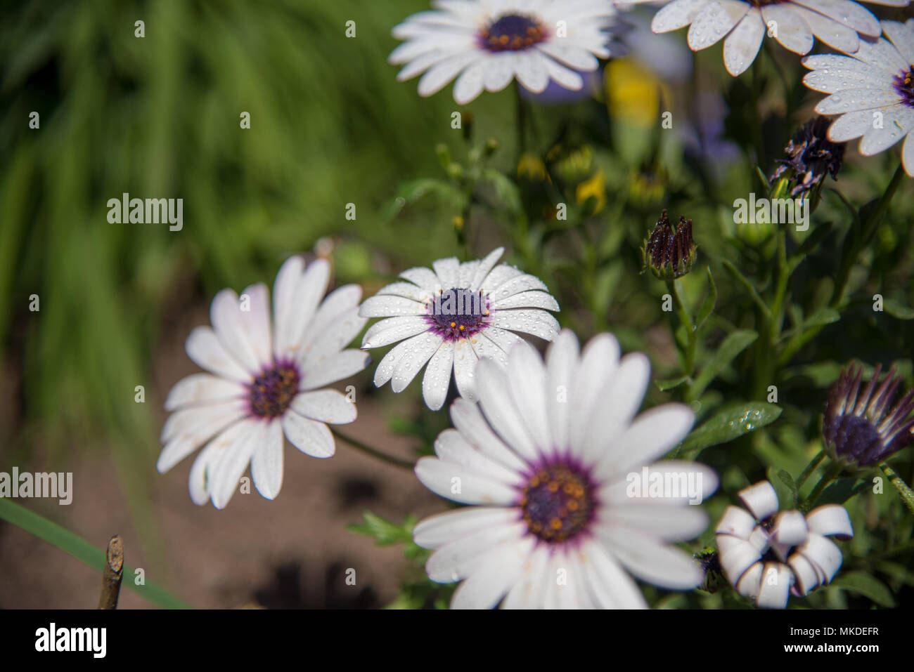 Summer seasons hi-res stock photography and images - Alamy