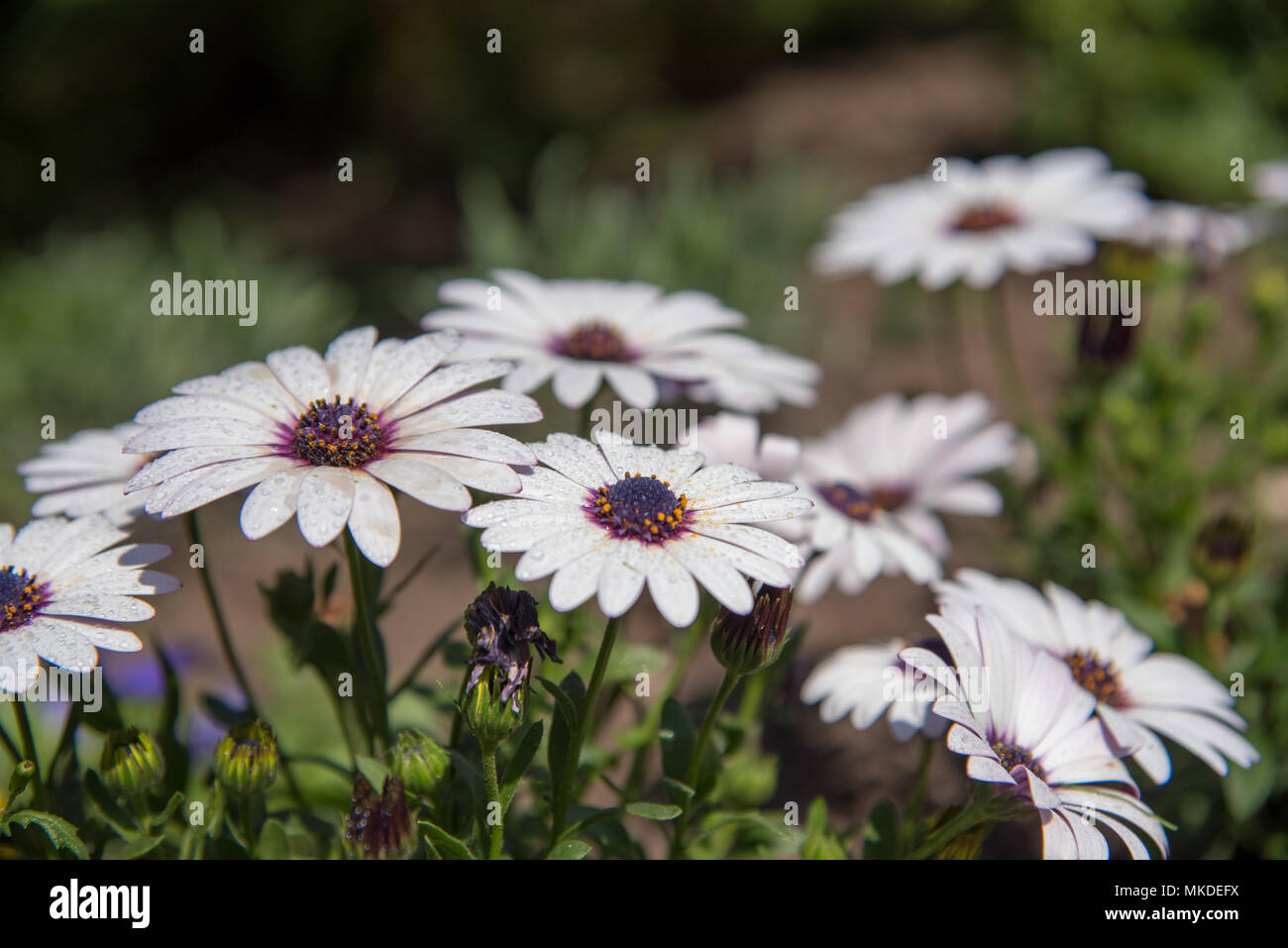 Floral blooming hi-res stock photography and images - Alamy