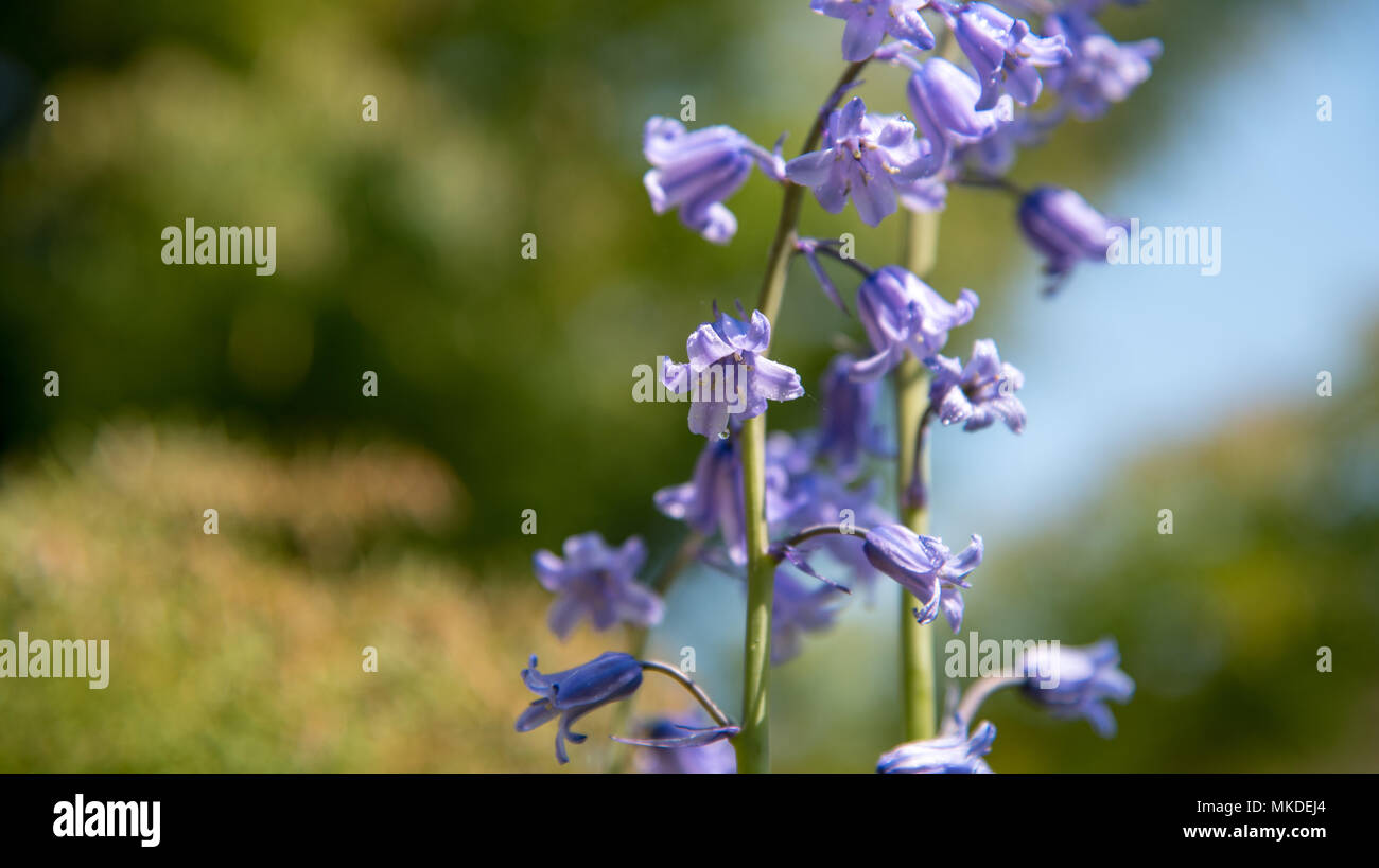 Close up blooming bluebells hi-res stock photography and images - Alamy