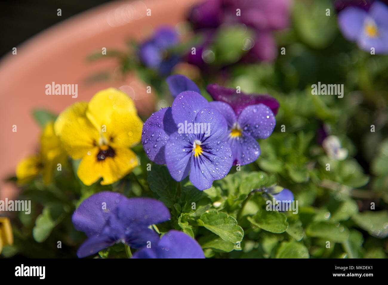 Spring flowers floral colours hi-res stock photography and images - Alamy