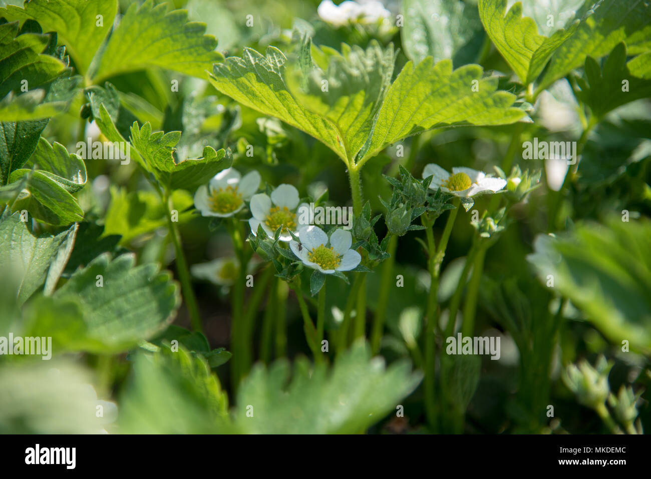 Close up wild strawberry flower hi-res stock photography and images - Alamy