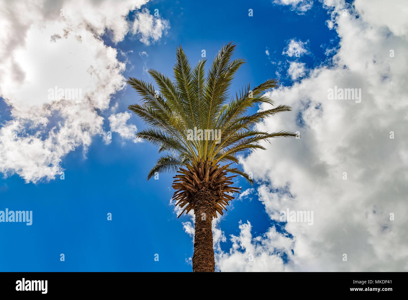 View of a lone palm tree with blue sky and clouds as a background ...