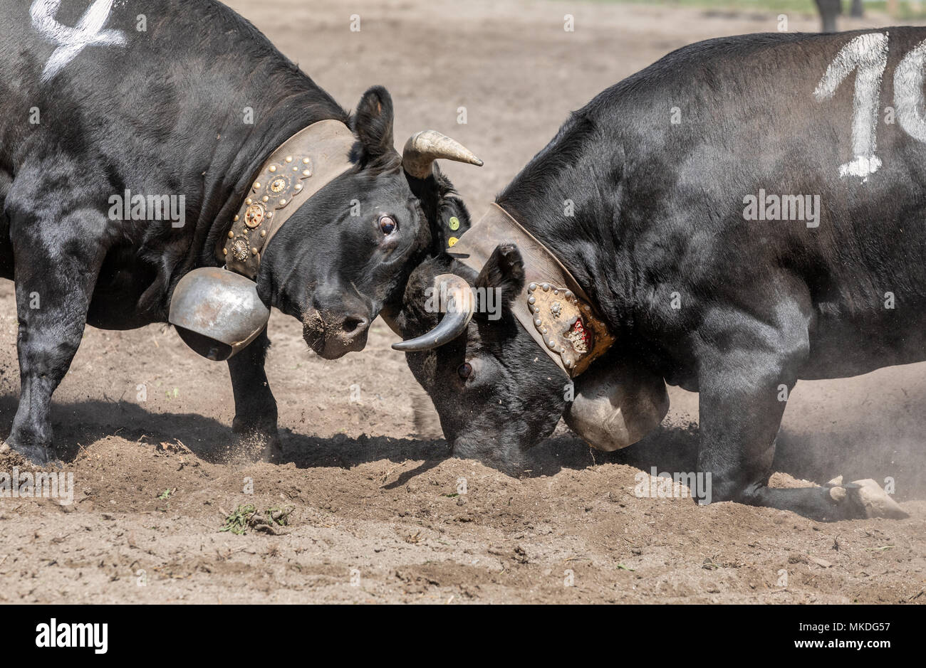 Eringer cows locking horns during a cow fight, tradition, heritage from ...