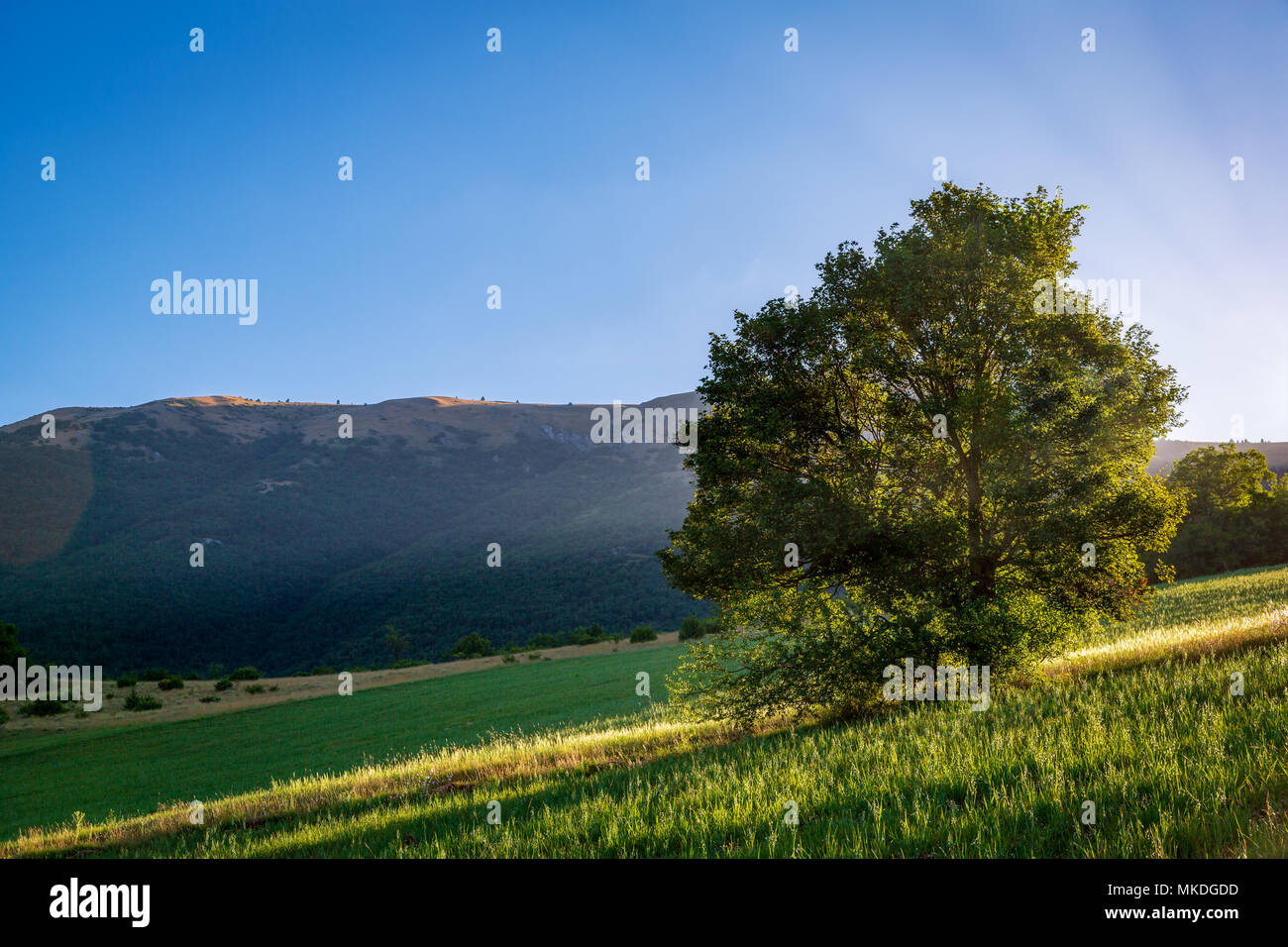 Idyllic landscape single tree hi-res stock photography and images - Alamy