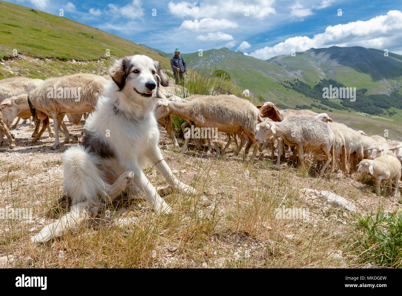A Maremma sheepdog guarding sheep, Piano Grande, Monti Sibillini ...