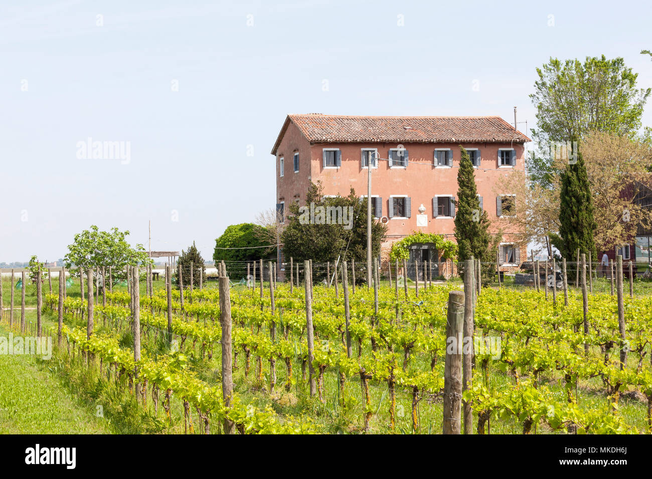 Orto Winery vineyards and farmhouse, Sant'Erasmo, Venice, Veneto, italy ...