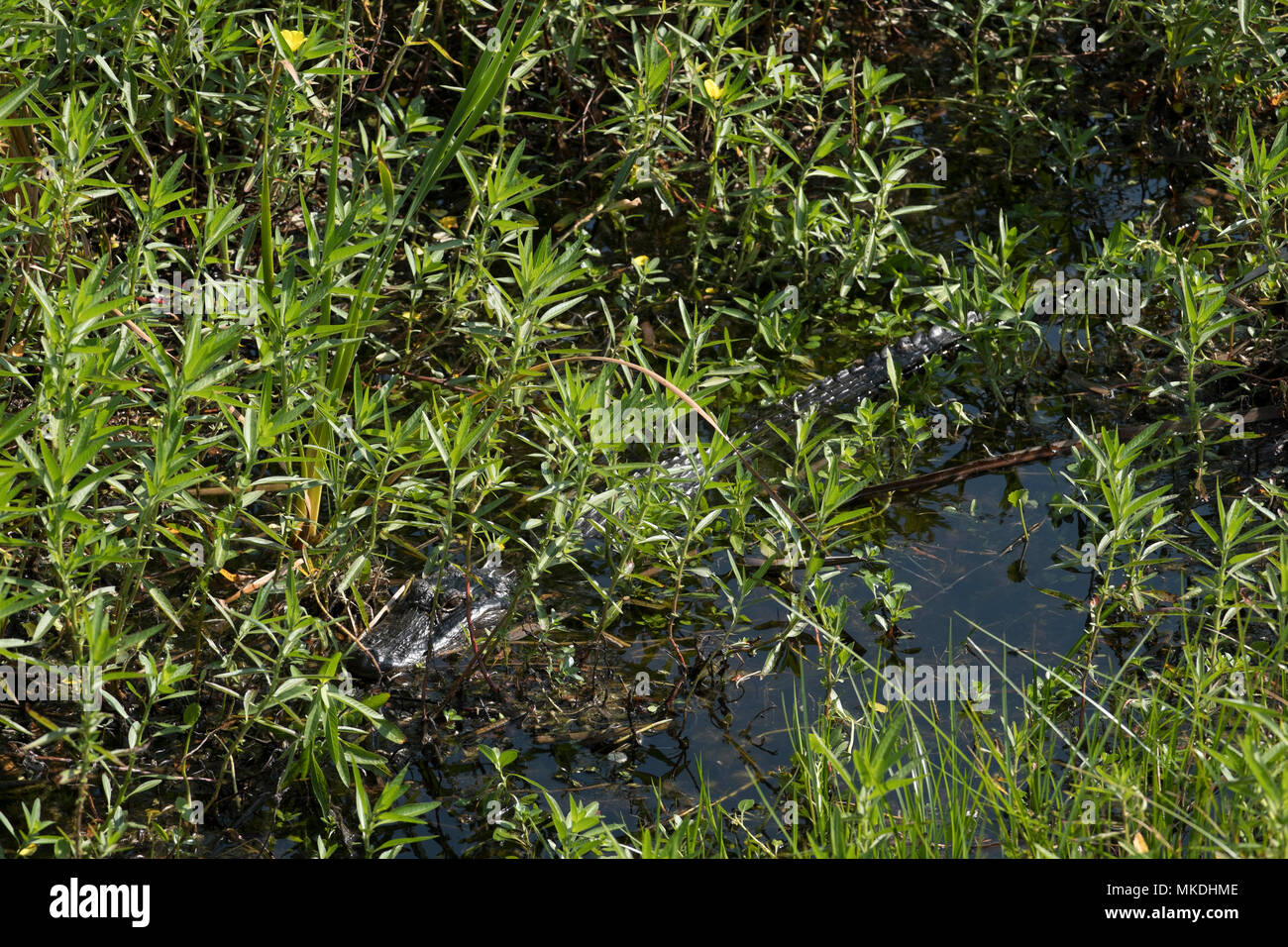 Swamp Alligators Florida Stock Photos & Swamp Alligators Florida Stock ...