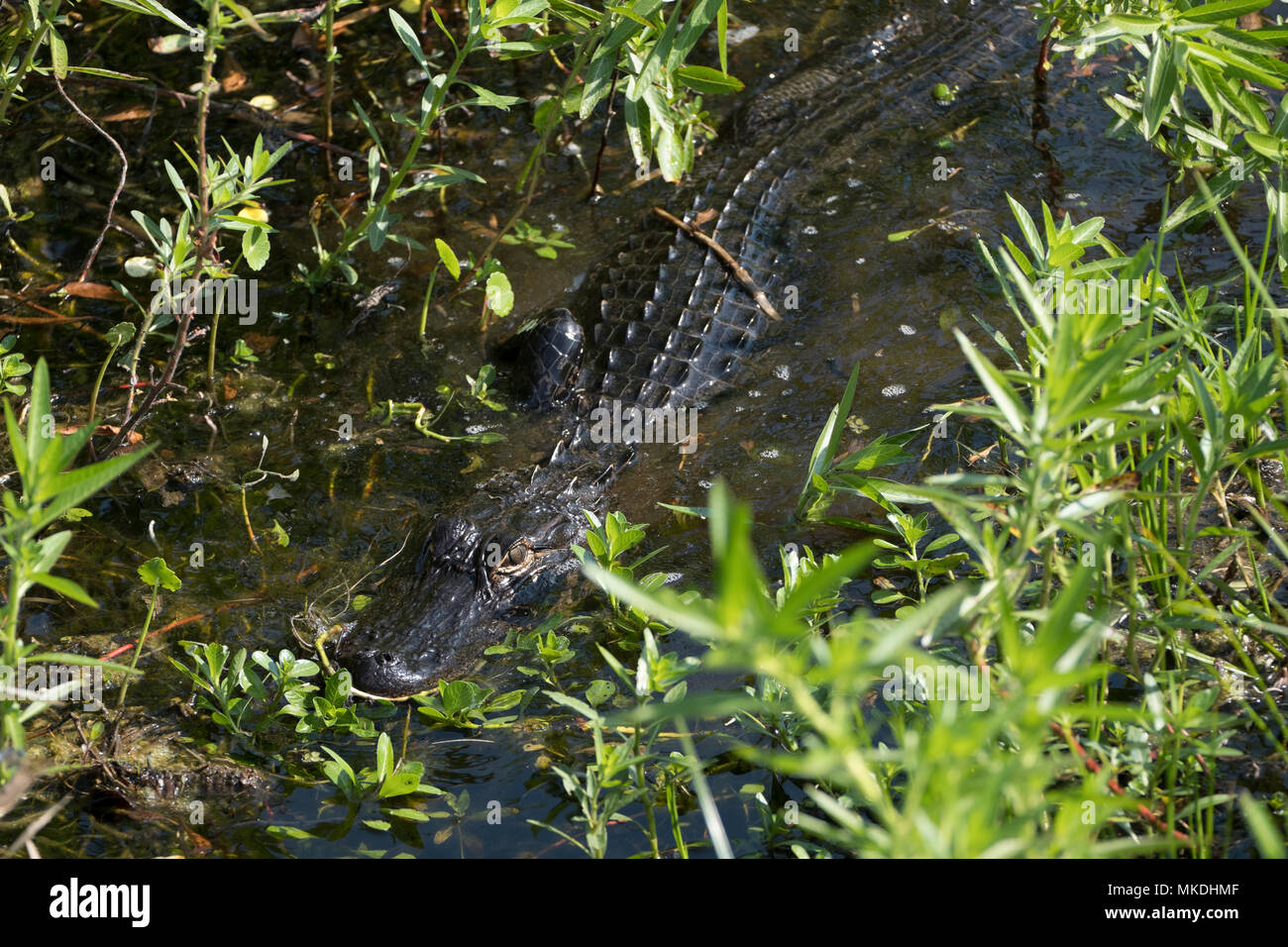 Swamp alligators florida hi-res stock photography and images - Alamy