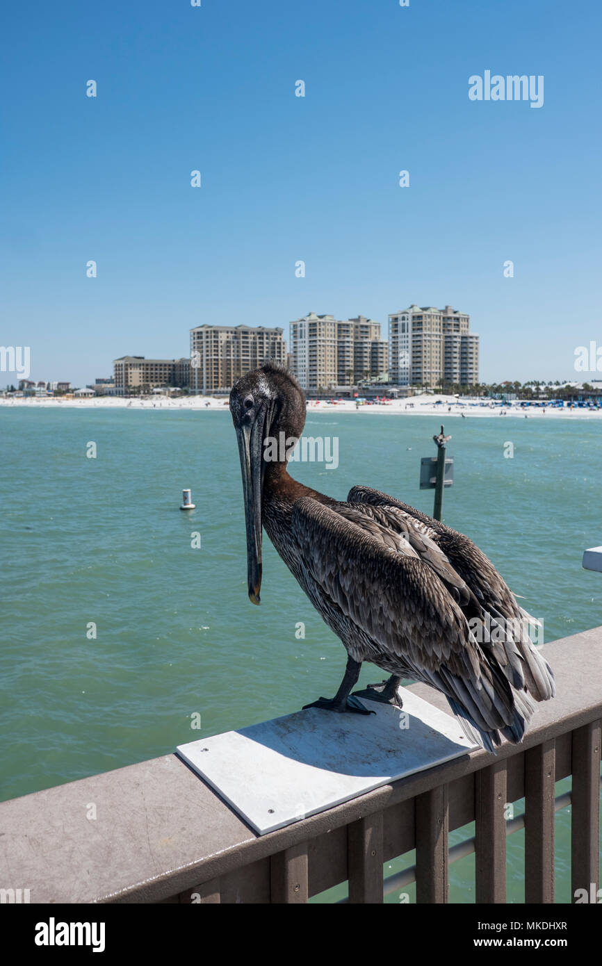 Birds on pier hi-res stock photography and images - Alamy