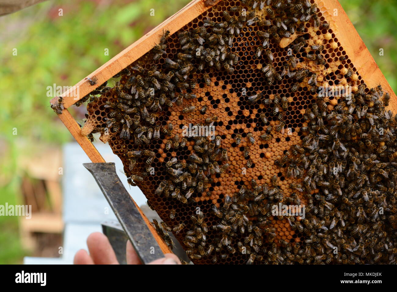 Close up of a bee hive. Traditional beekeeping in Transylvania, Romania ...