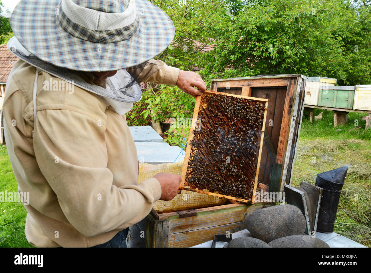 Beekeeper inspecting a bee hive. Traditional beekeeping in Transylvania ...