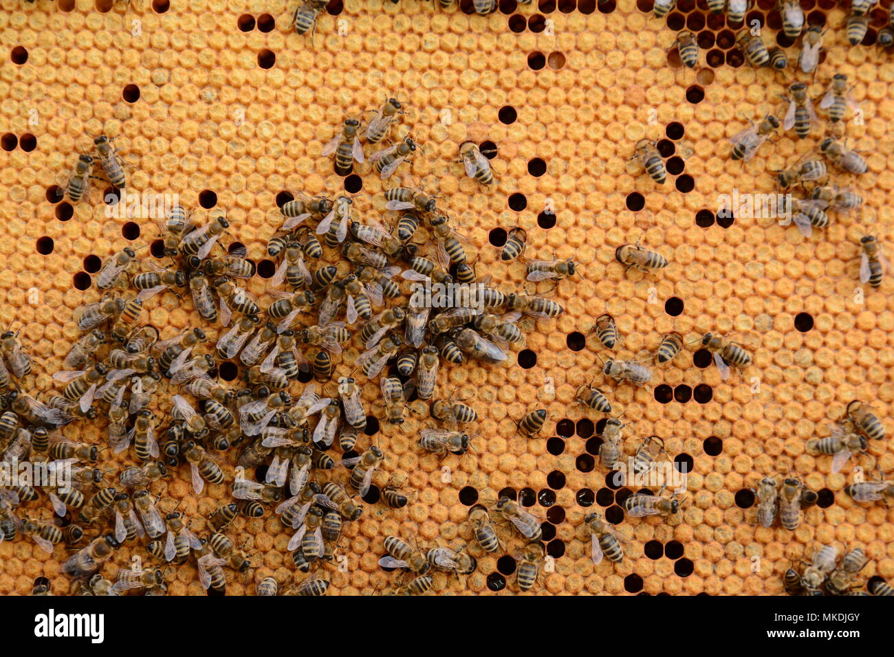 Close up of a bee hive. Traditional beekeeping in Transylvania, Romania ...