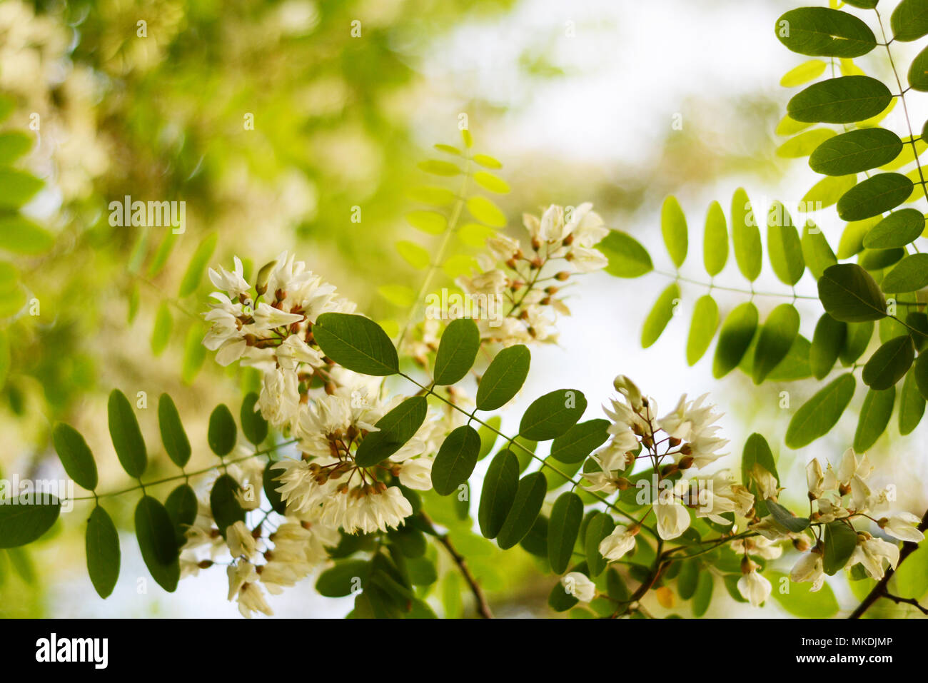 Acacia tree photo hi-res stock photography and images - Alamy