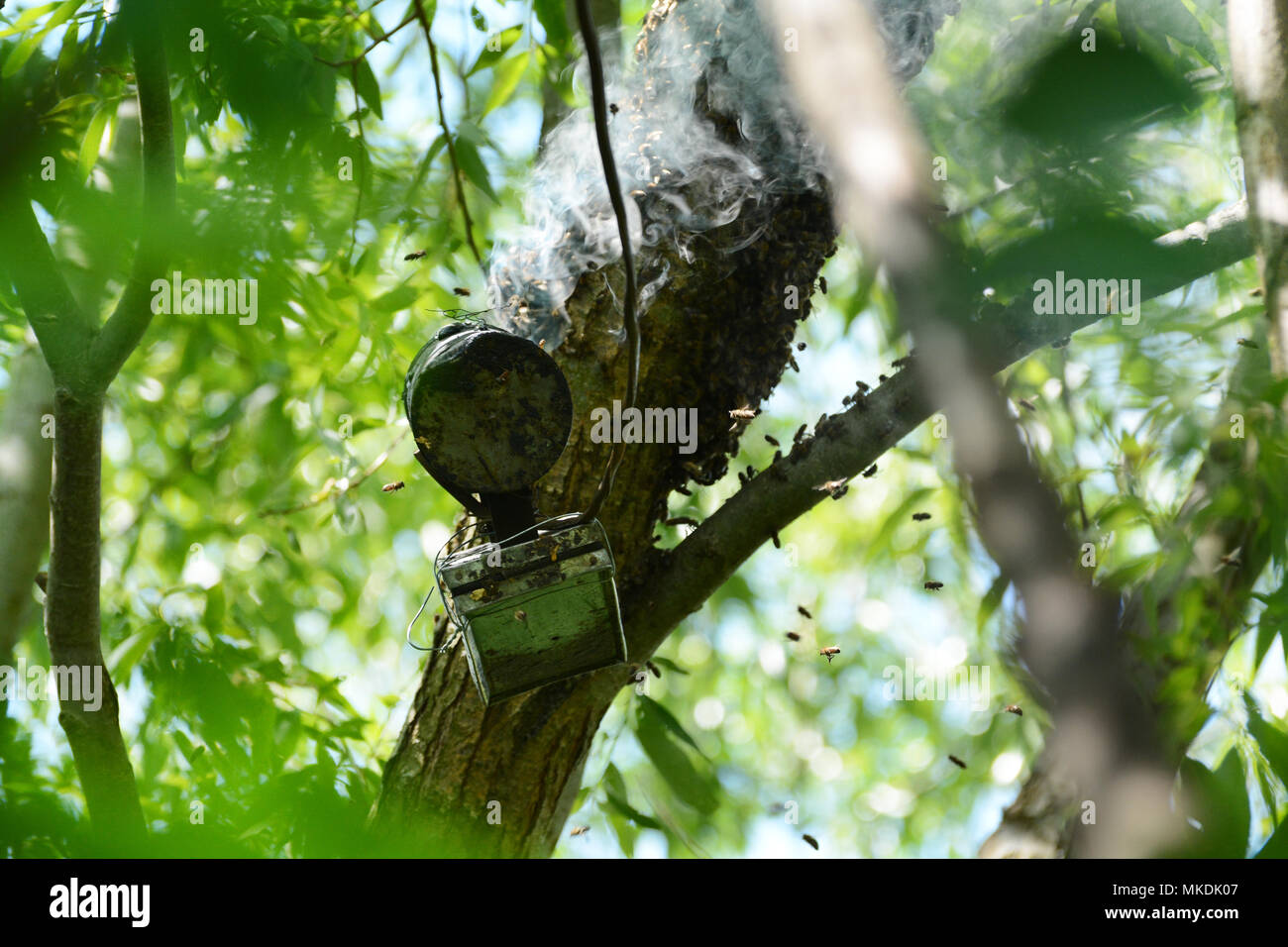 Smoking new formed bee swarm for an easy catch. Traditional beekeeping ...