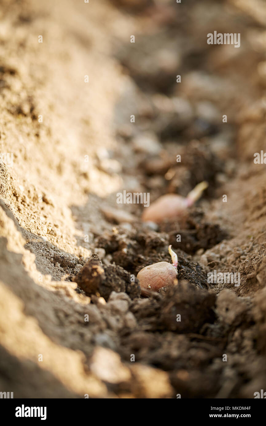 Potato seed tubers on the ground, freshly planted Stock Photo - Alamy