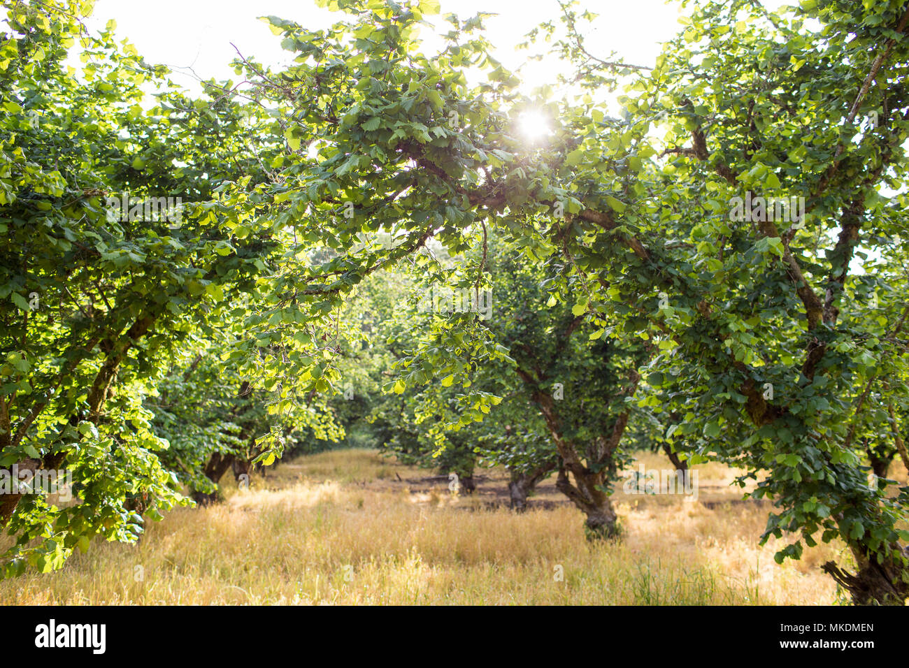 Filbert orchard hi-res stock photography and images - Alamy
