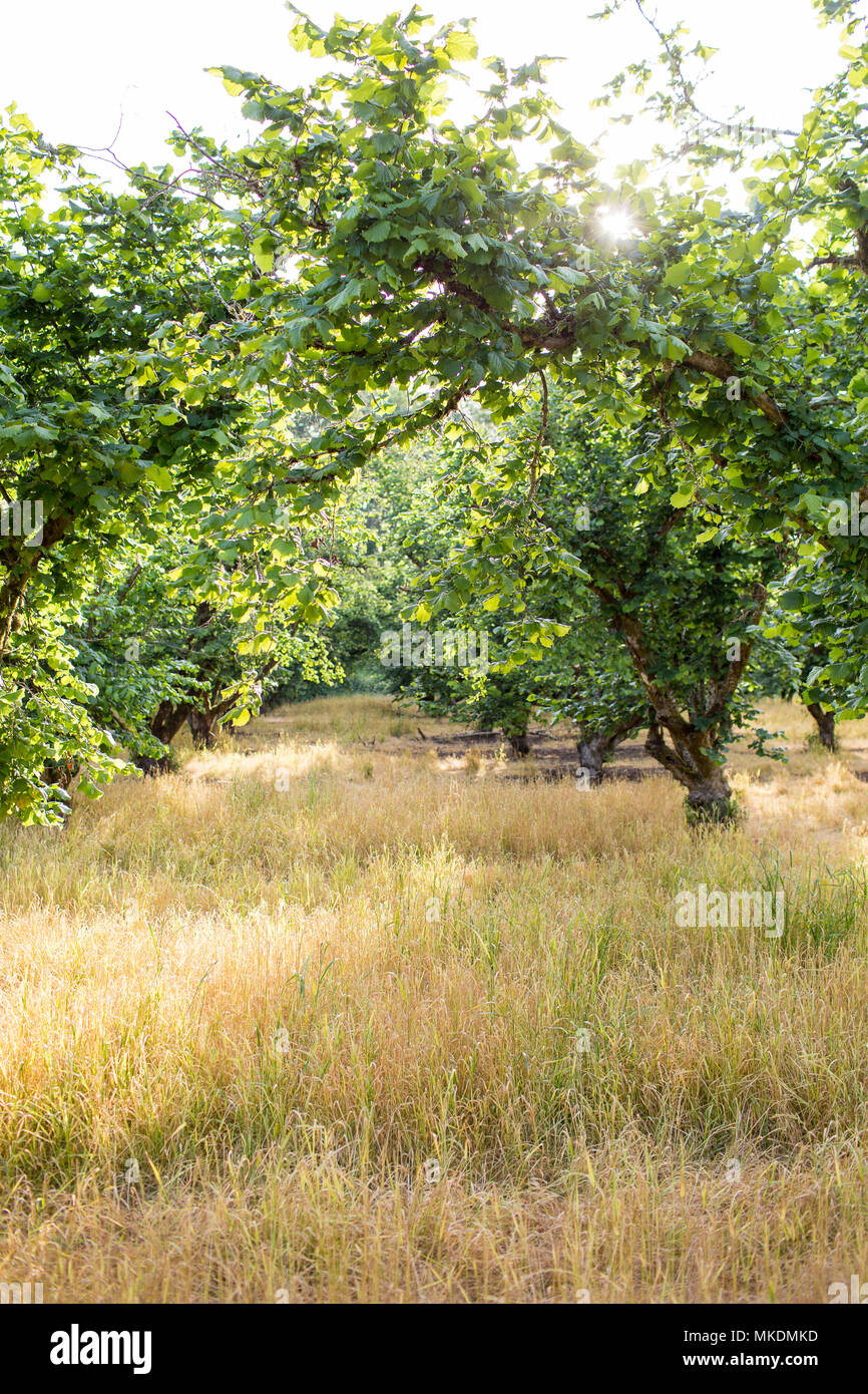 Nut orchard hi-res stock photography and images - Alamy