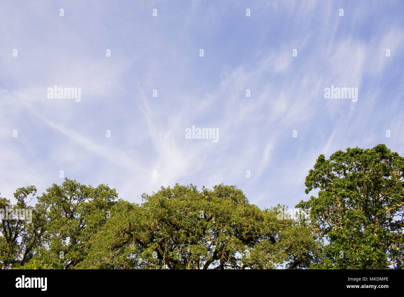 Filbert Orchard High Resolution Stock Photography and Images - Alamy