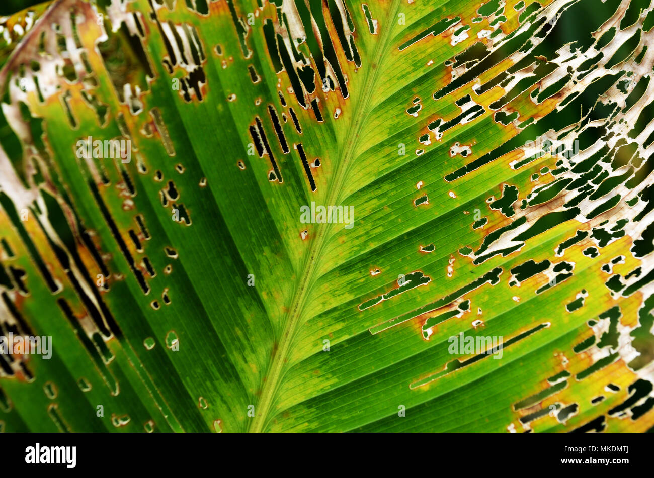Close up of rotting leaf hi-res stock photography and images - Alamy