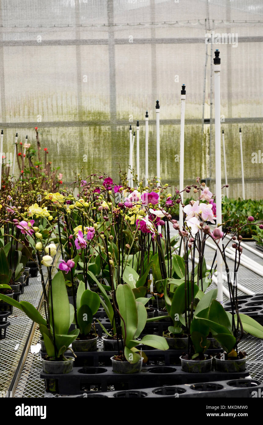 Potting orchids hi-res stock photography and images - Alamy