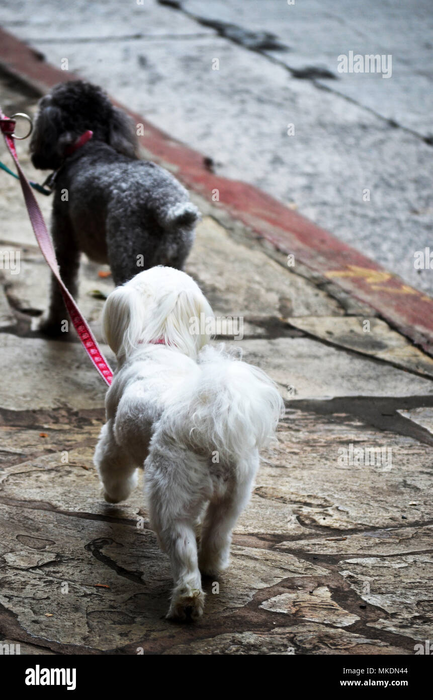Feeling easily led. Two small dogs being walked along street Stock ...