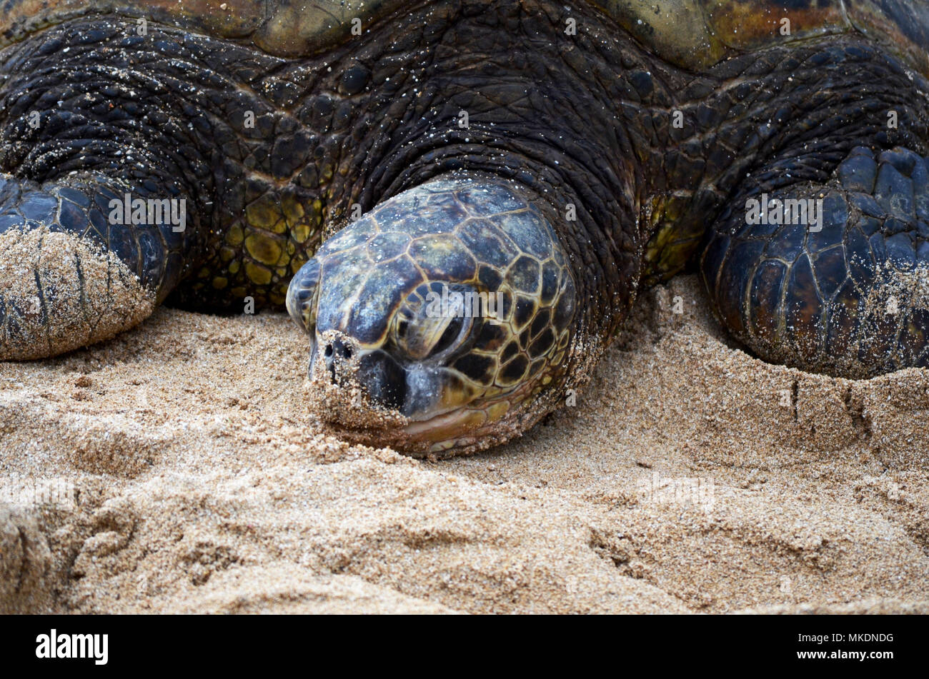 Close up green turtles head hi-res stock photography and images - Alamy