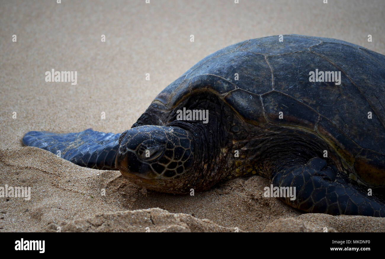Green sea turtle on beach Stock Photo - Alamy