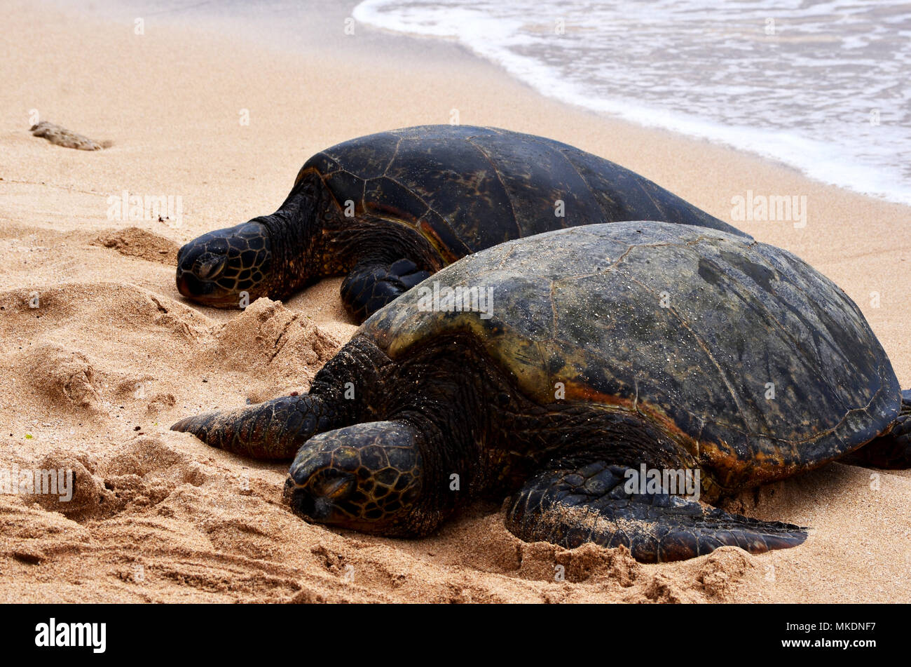 Green sea turtle on beach Stock Photo - Alamy