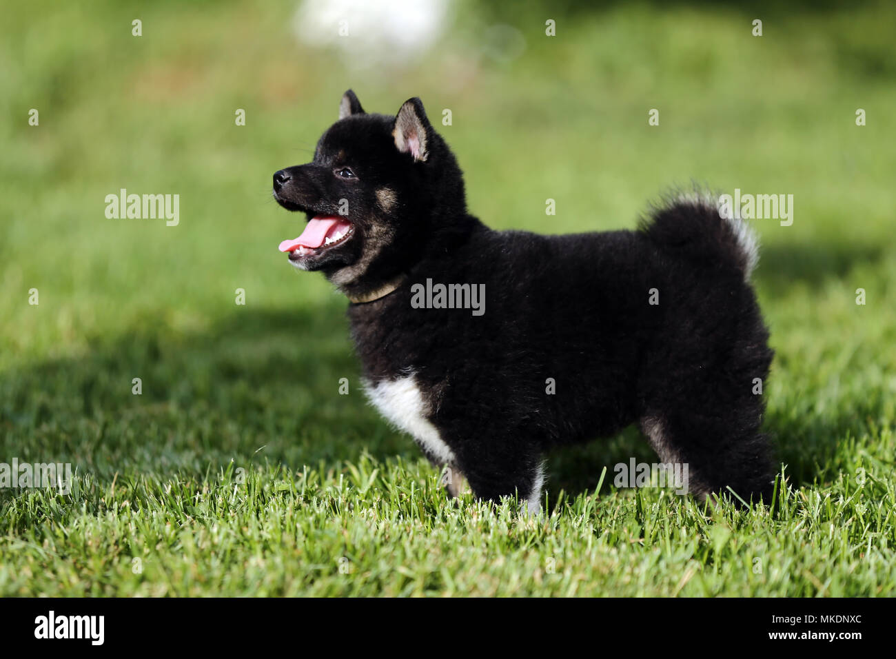 Beautiful healthy young shiba inu pup posing for my cameras. Beautiful ...