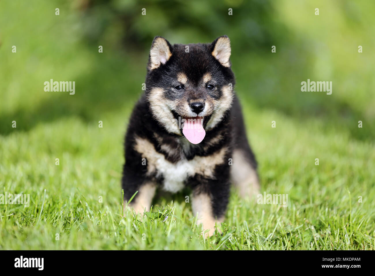 Beautiful healthy young shiba inu pup posing for my cameras Stock Photo ...