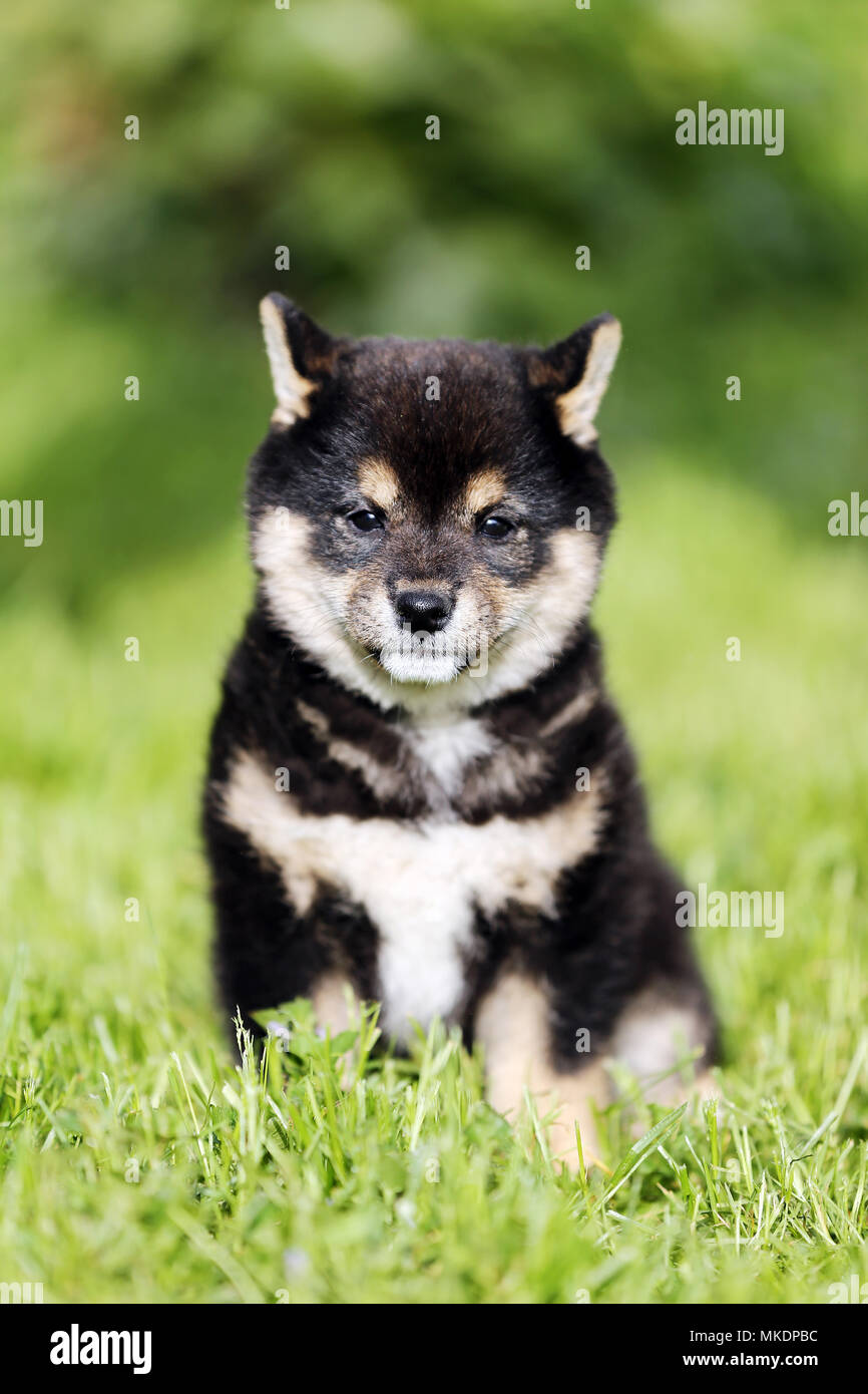 Beautiful japanese shiba inu puppy dog sunbathing the garden against ...