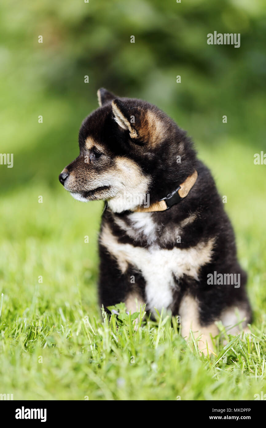 Beautiful japanese shiba inu puppy dog sunbathing the garden against ...