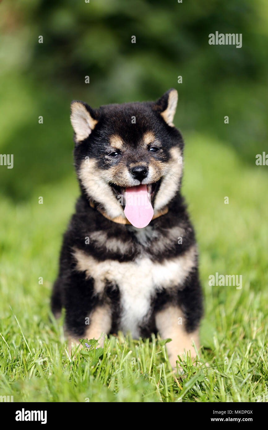 Beautiful japanese shiba inu puppy dog yawn the garden against green ...