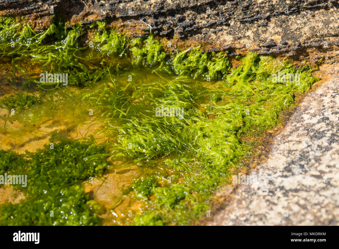 Rocky pools and sandy beaches at Hopeman on the Moray Firth in Scotland ...